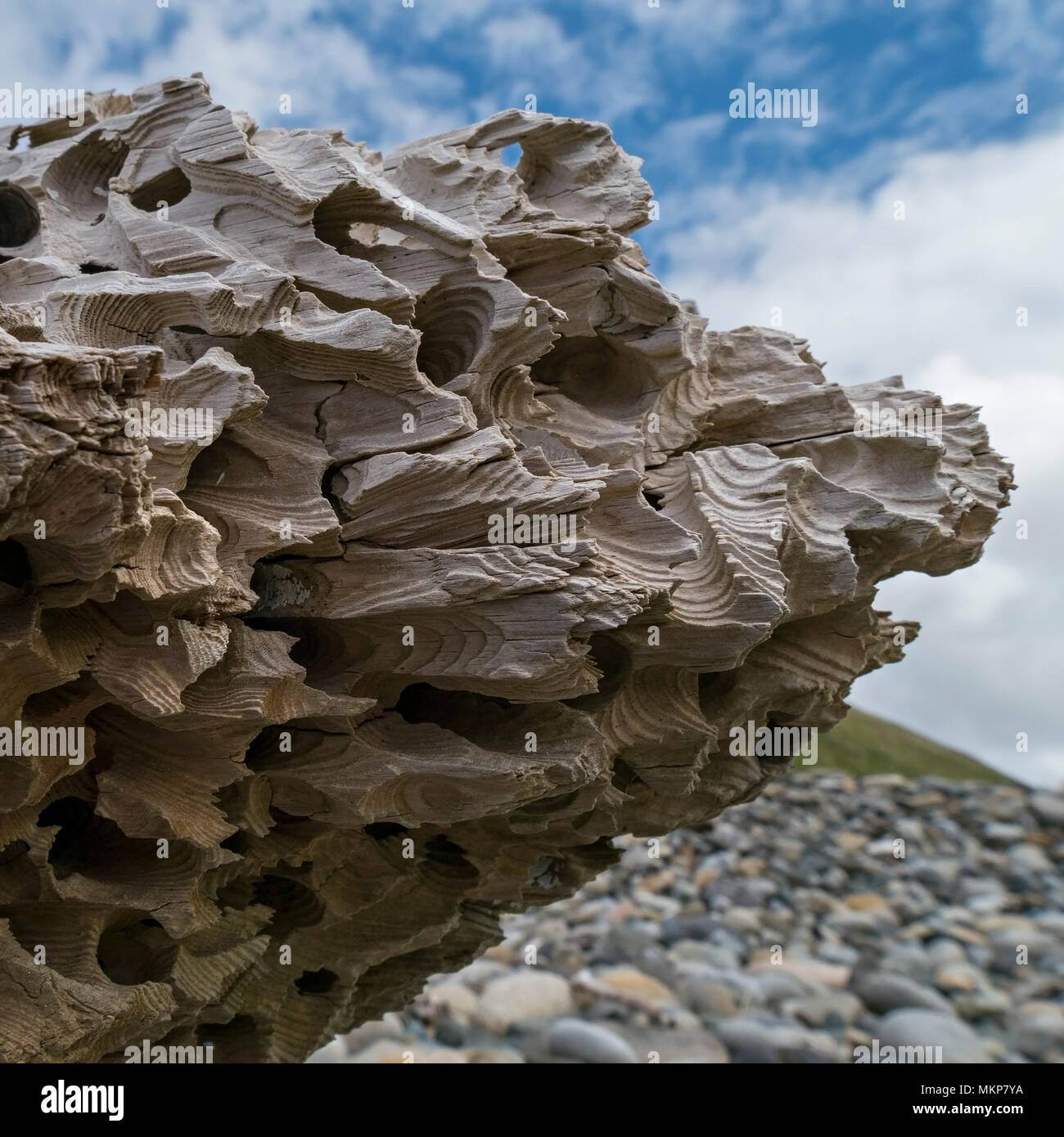 Shipworm hi-res stock photography and images - Alamy