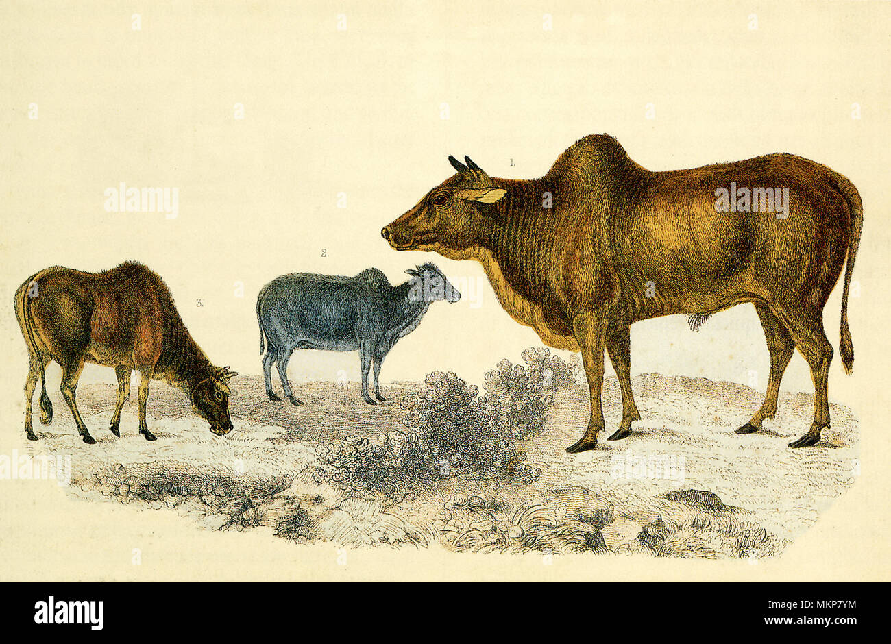 Beasts small hi-res stock photography and images - Alamy