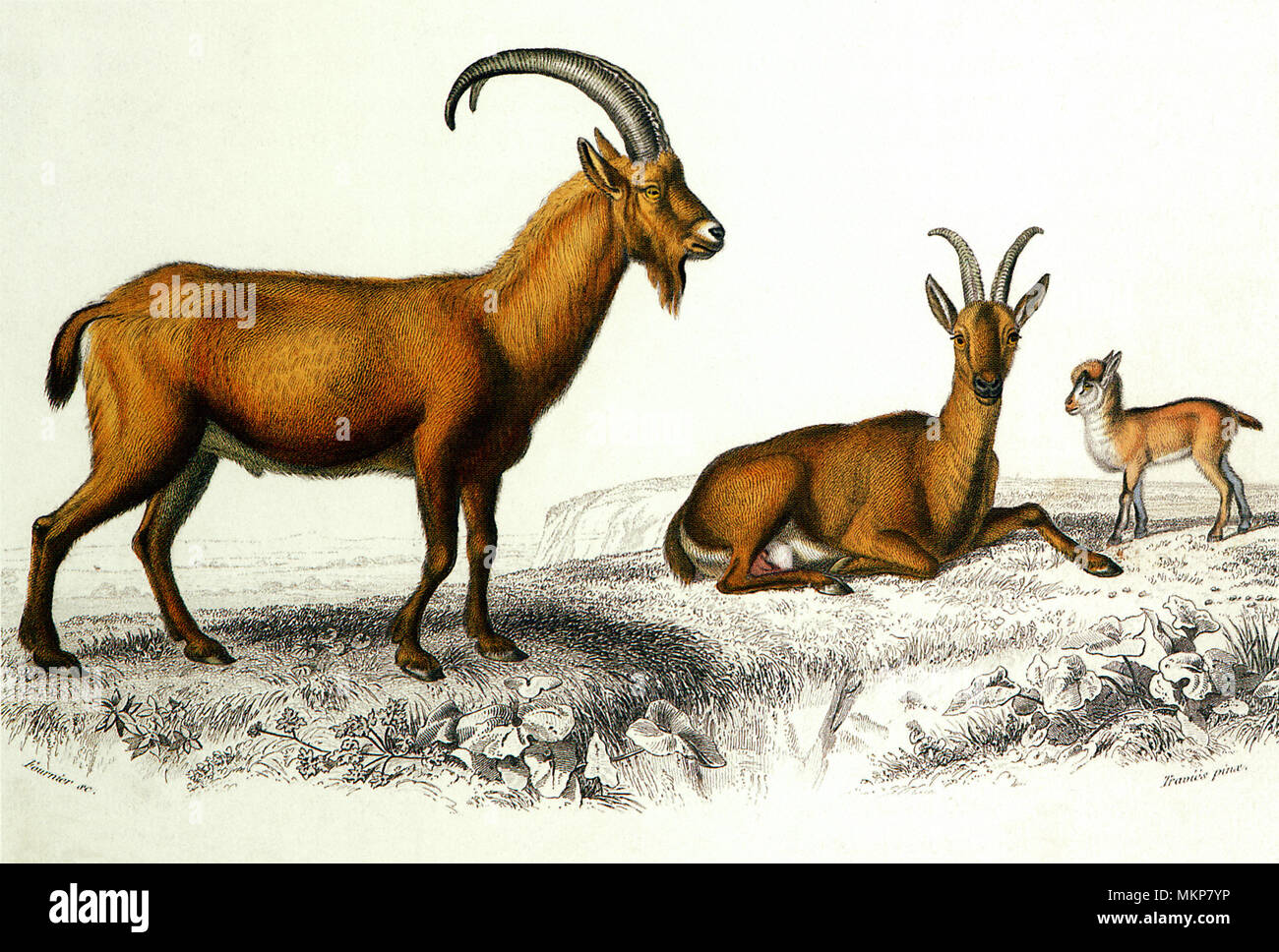 Goats (Capra aegagrus Stock Photo - Alamy