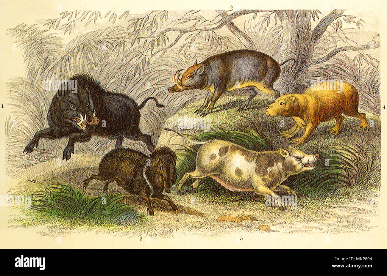 An Assortment of Wild Animals Stock Photo - Alamy