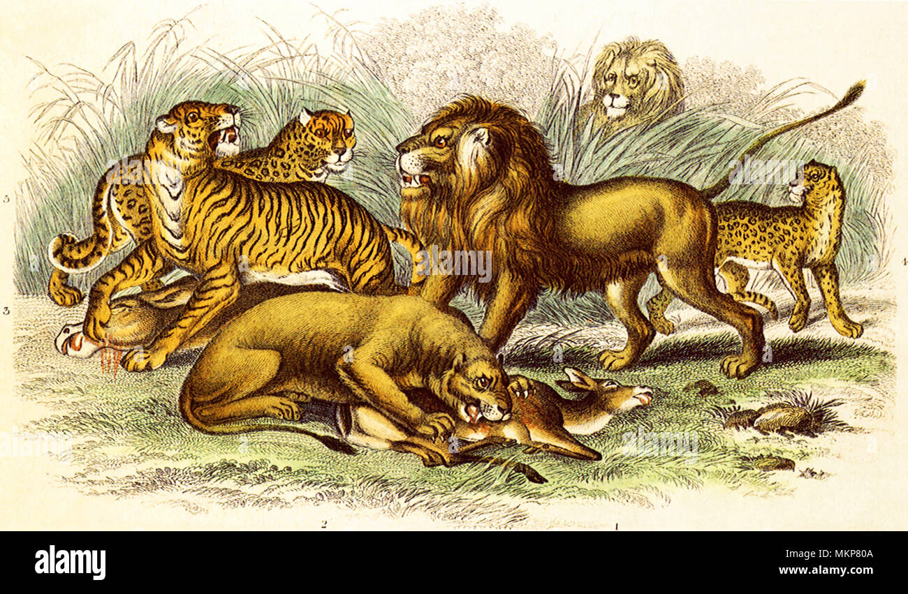 An Assortment of Wild Cats Stock Photo - Alamy