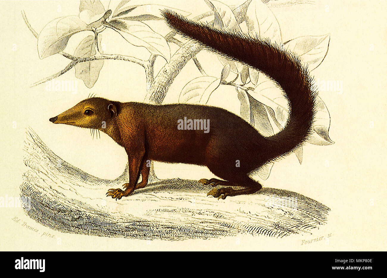 Tupaia ferruginea hi-res stock photography and images - Alamy