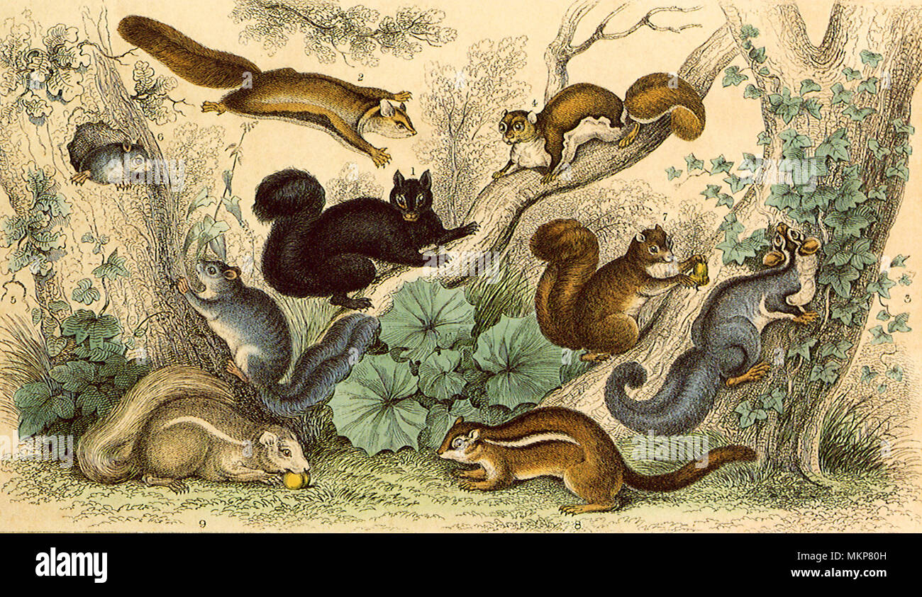 Black squirrels hi-res stock photography and images - Alamy