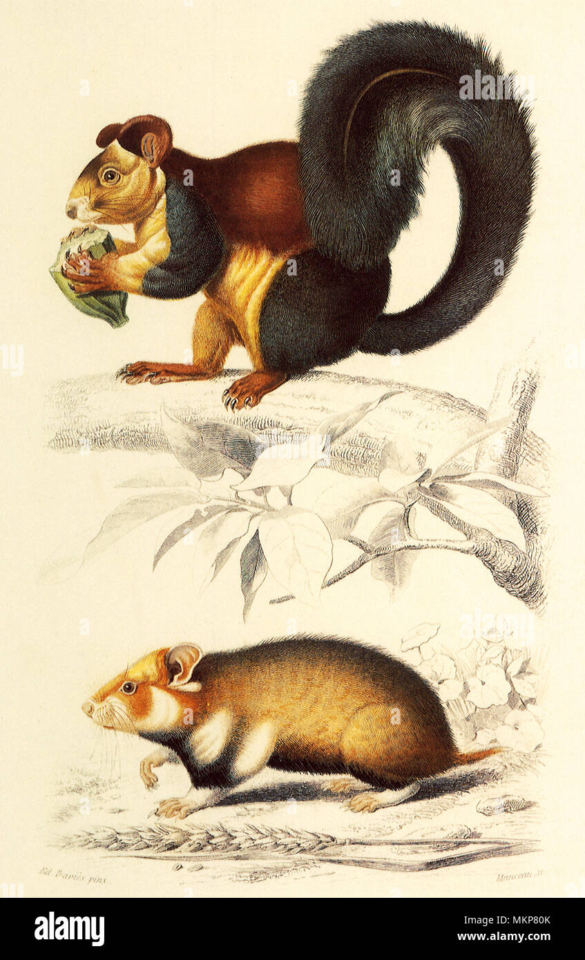 Giant hamster hi-res stock photography and images - Alamy