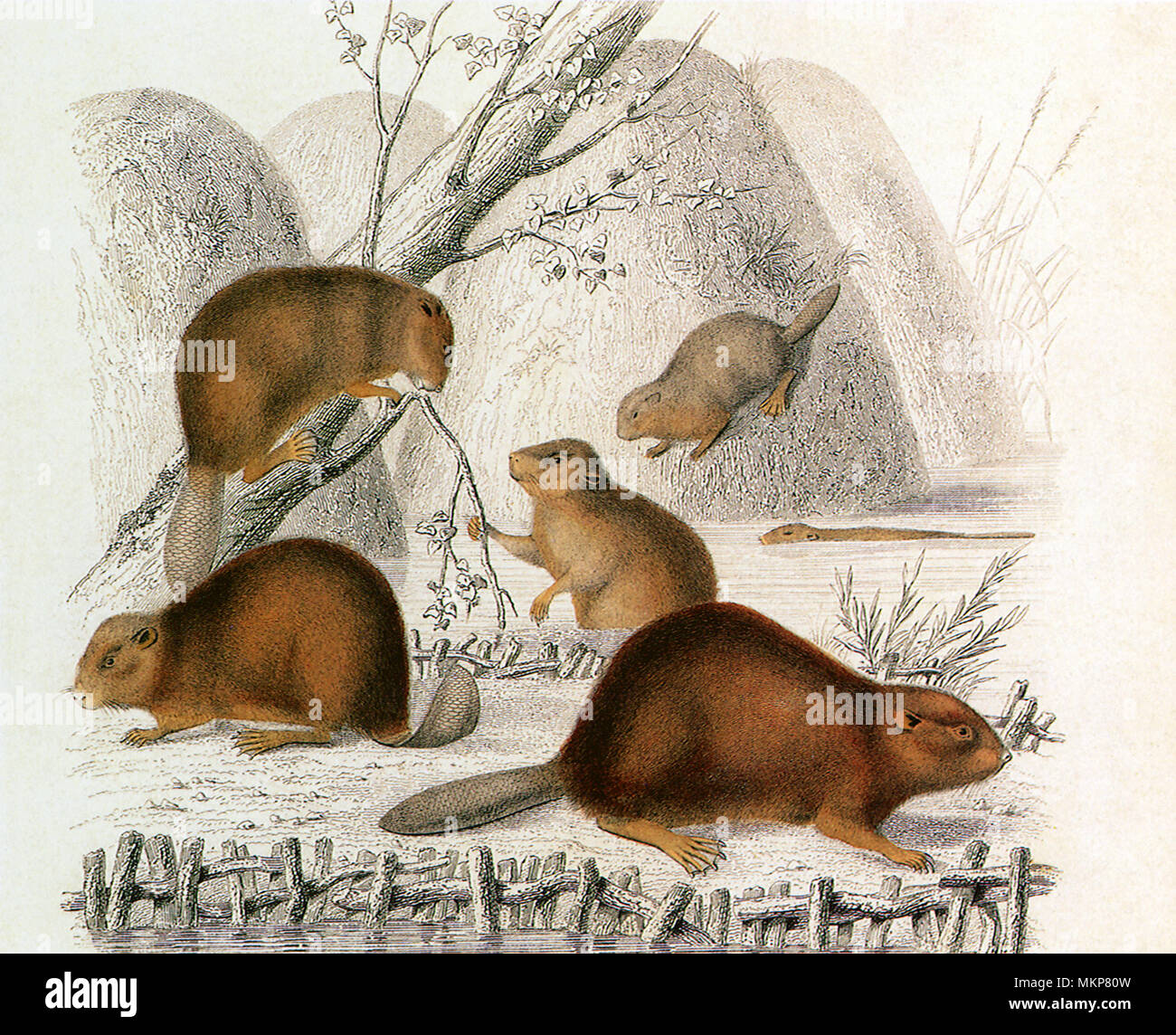 European Beaver (Castor fiber Stock Photo - Alamy