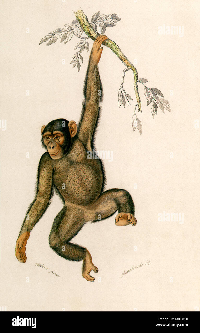 Chimpanzee (Troglodytes niger Stock Photo - Alamy