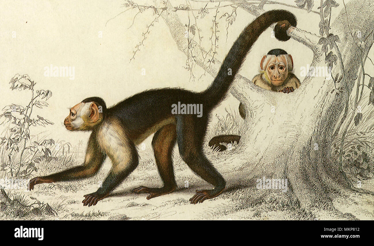 Uakari Monkeys High Resolution Stock Photography and Images - Alamy