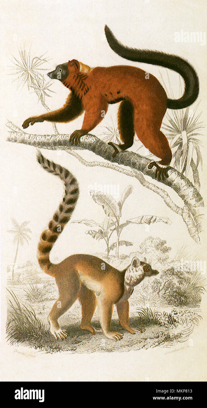 Ruber ring hi-res stock photography and images - Alamy