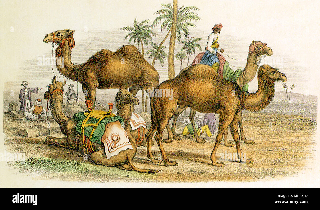 Including camels hi-res stock photography and images - Alamy