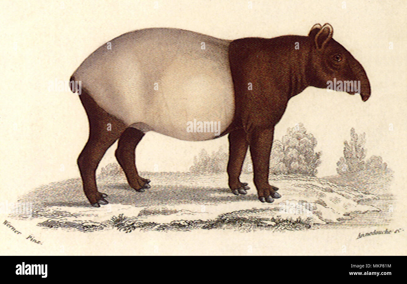 Tapir illustration hi-res stock photography and images - Alamy
