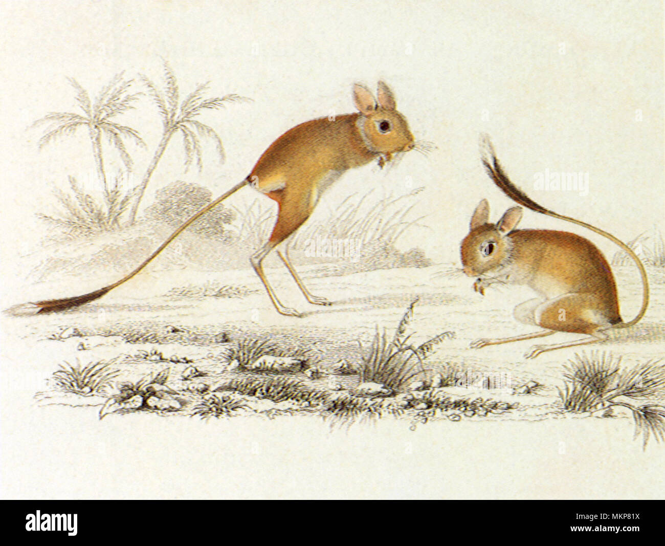 Gerbua (Dipus gerboa Stock Photo - Alamy