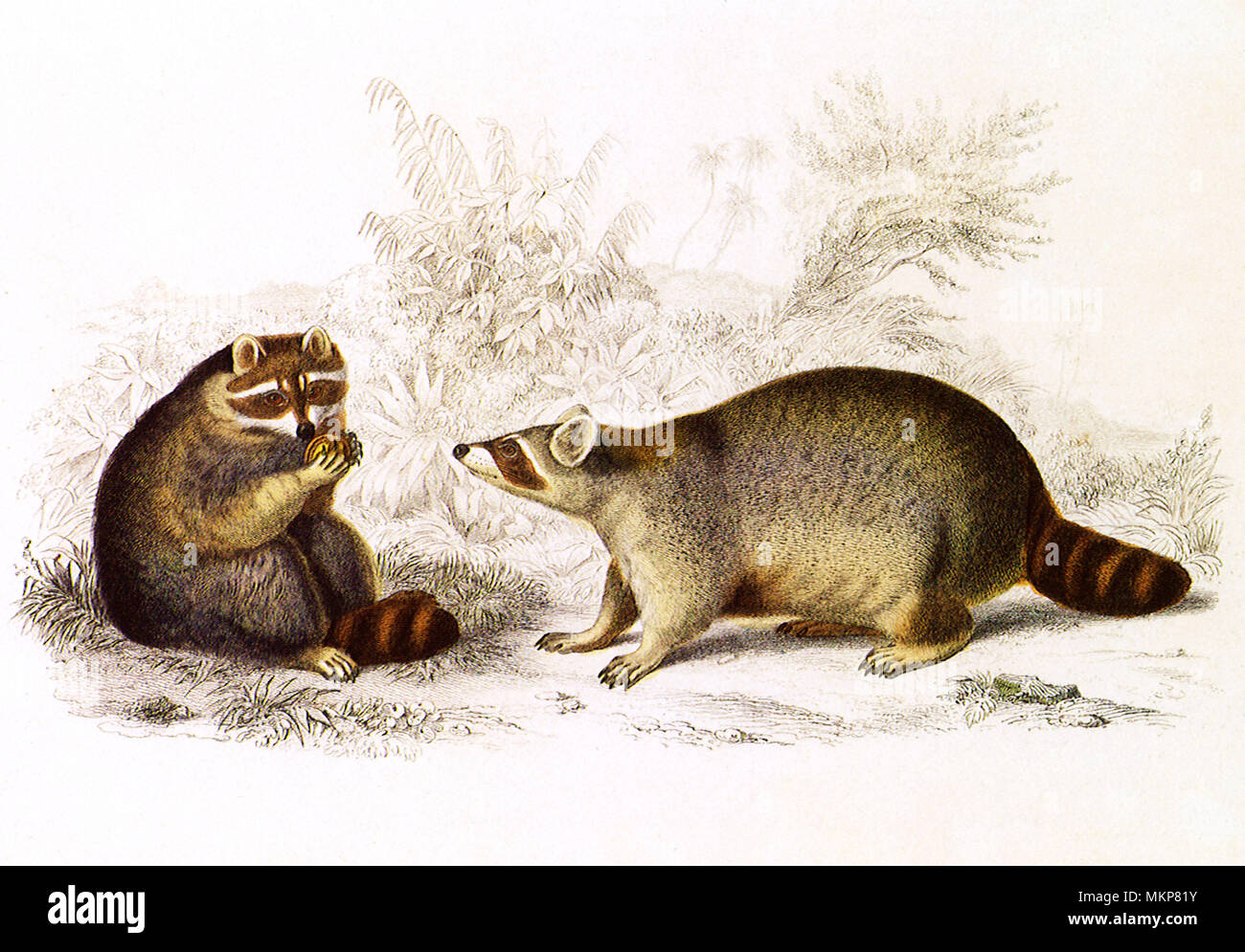 Raccoons procyon lotor two hi-res stock photography and images - Alamy