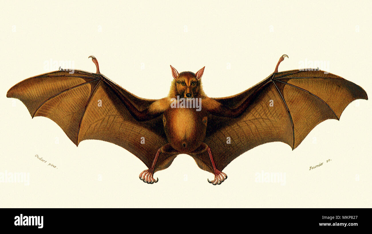 Fruit Bat (Pteropus edwarsu Stock Photo - Alamy