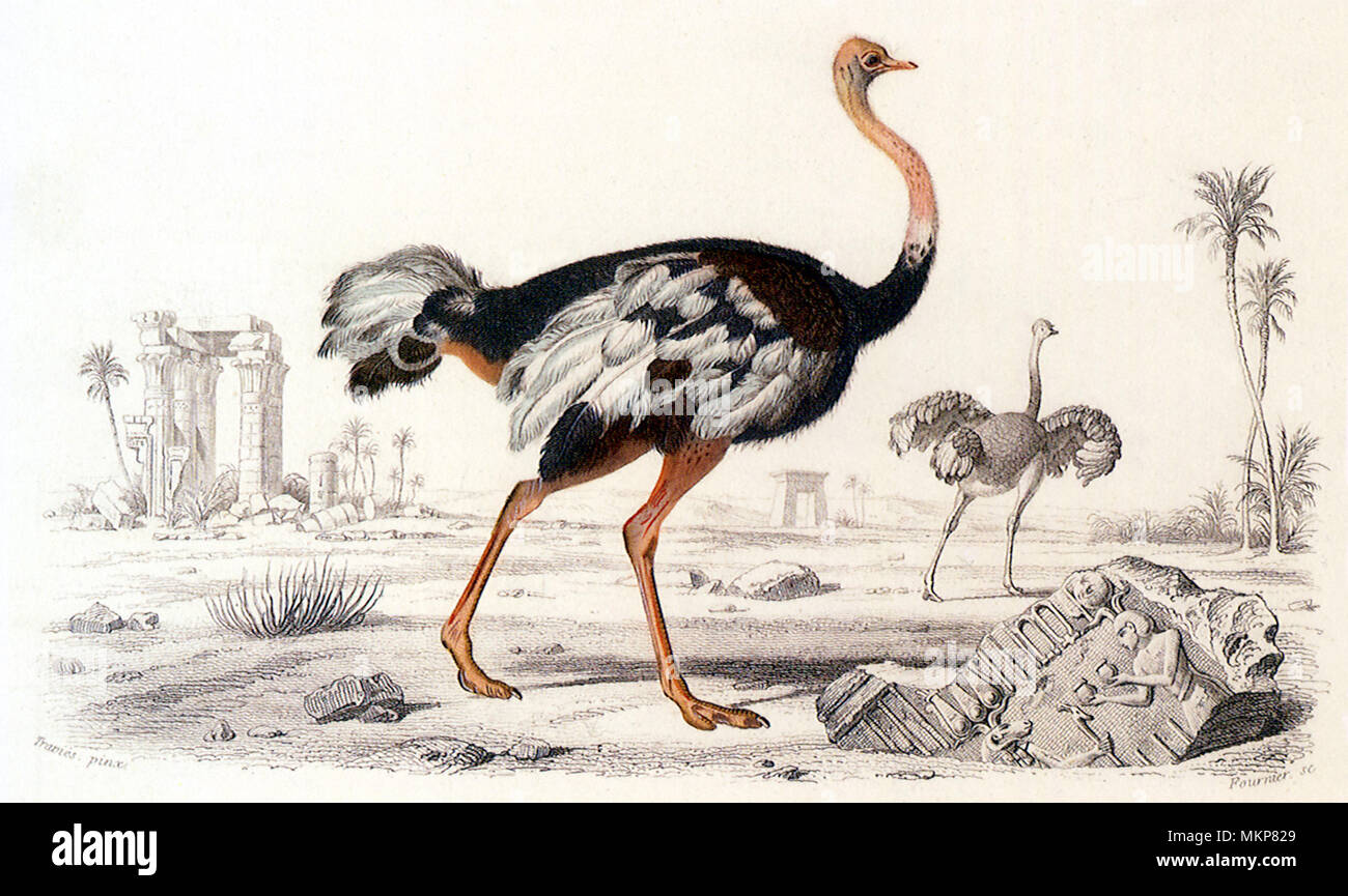 Ostrich (Struthio camelus Stock Photo - Alamy