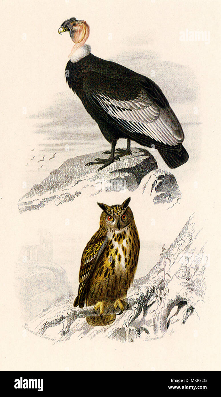 Vultur eagle hi-res stock photography and images - Alamy