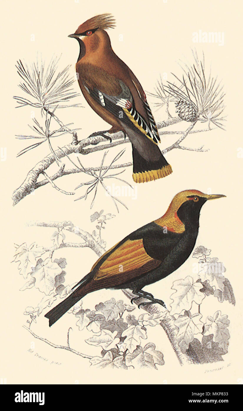 Regent bird hi-res stock photography and images - Alamy