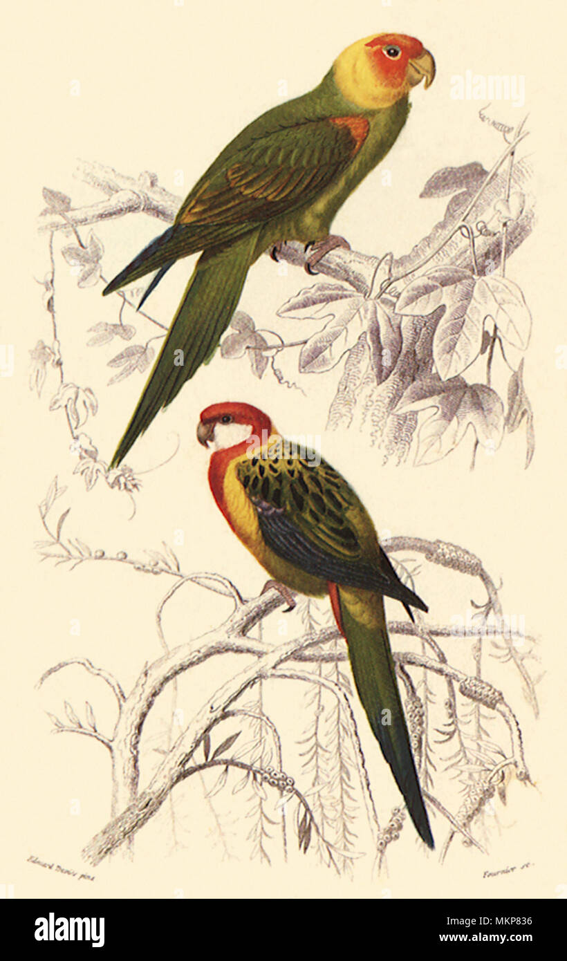 Saffron-Headed Parrot and Eastern Rosella Stock Photo - Alamy