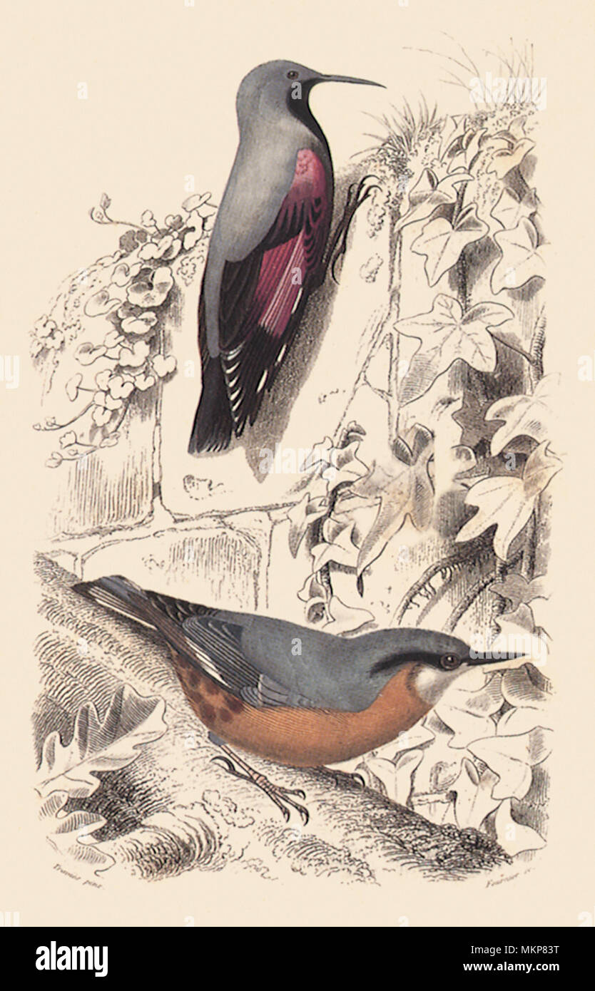A Wallcreeper and a Nuthatch Stock Photo - Alamy