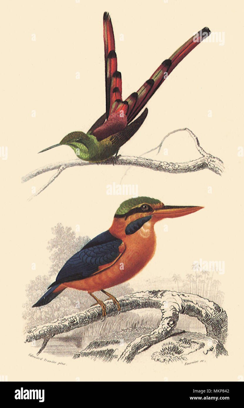 A Hummingbird and a Kingfisher Stock Photo - Alamy