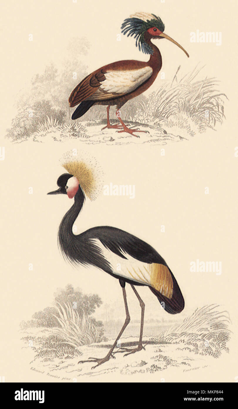 Aves madagascar hi-res stock photography and images - Alamy