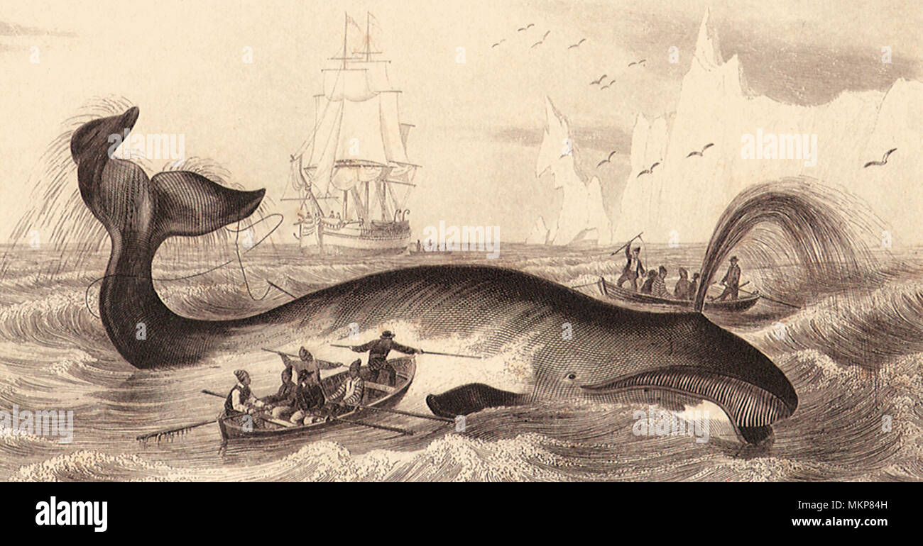 Right Whale (Balaena mysticetus Stock Photo - Alamy