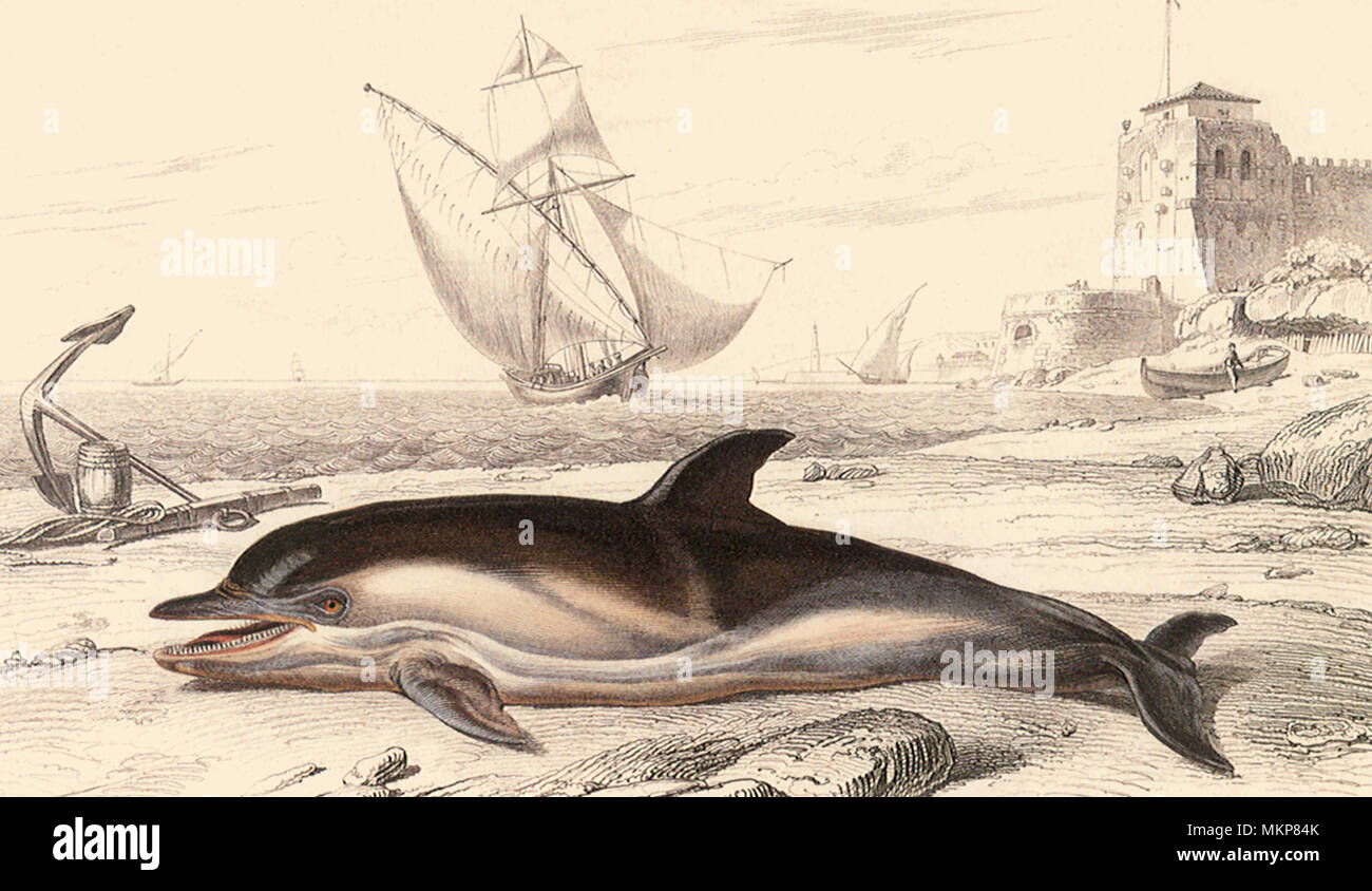 Delphinius hi-res stock photography and images - Alamy