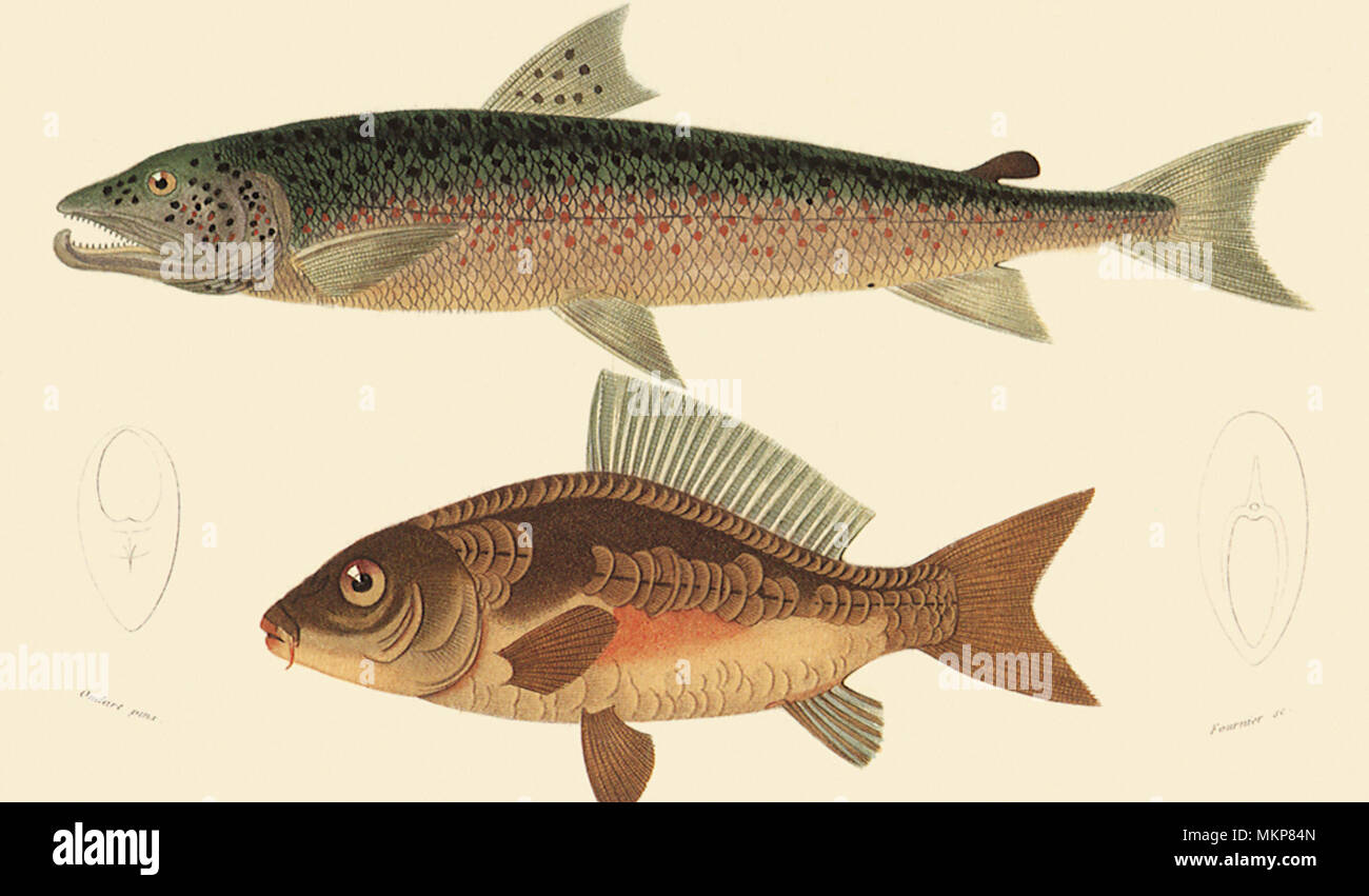 Illustration of a salmon hi-res stock photography and images - Alamy