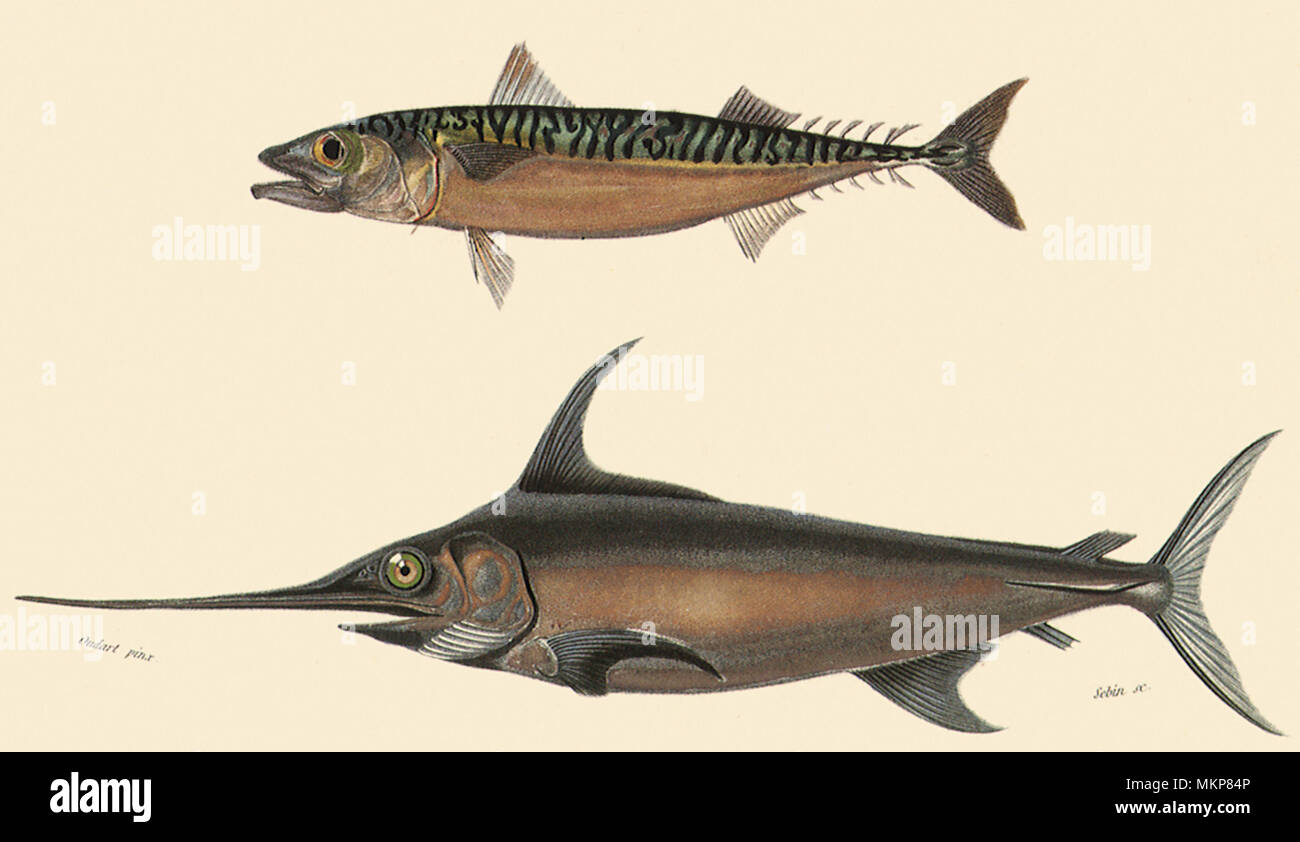 A Mackerel and a Swordfish Stock Photo - Alamy