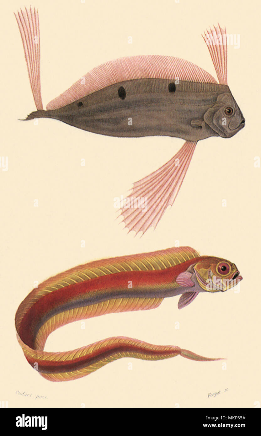 Ribbonfish hi-res stock photography and images - Alamy