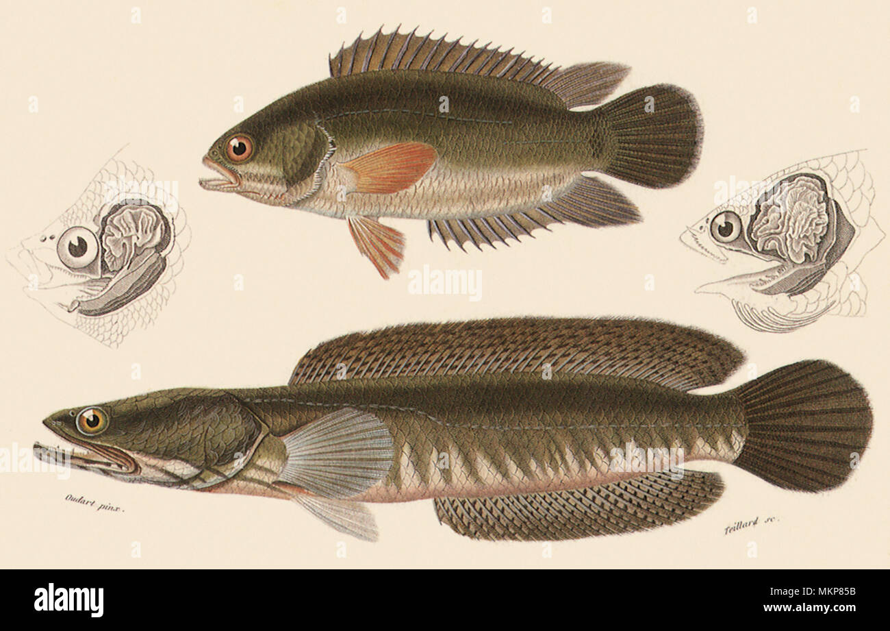 Climbing Perch Fish High Resolution Stock Photography and Images - Alamy