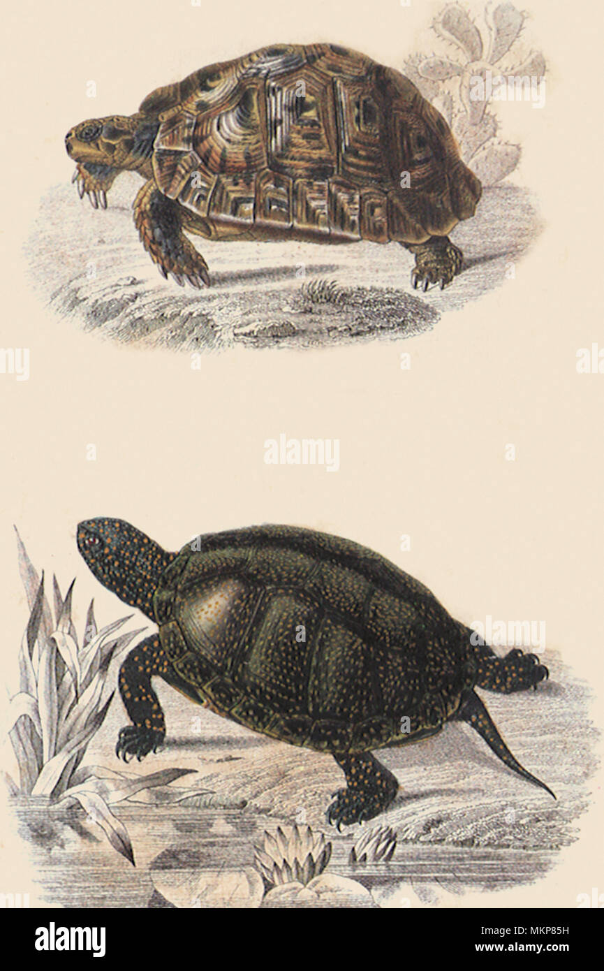 Soft-Shelled Tortoise and Green Turtle Stock Photo - Alamy