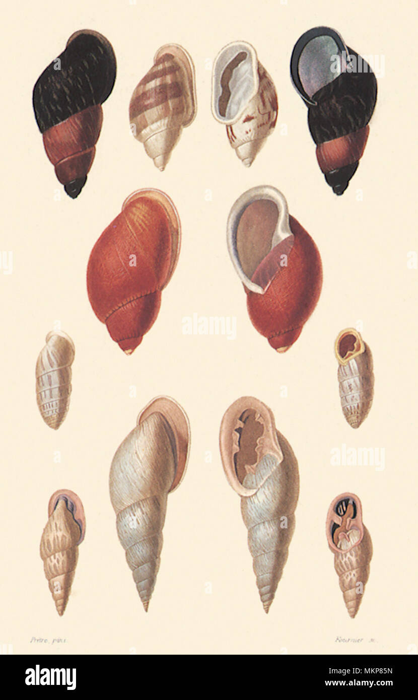 Chrysalis shells hi-res stock photography and images - Alamy
