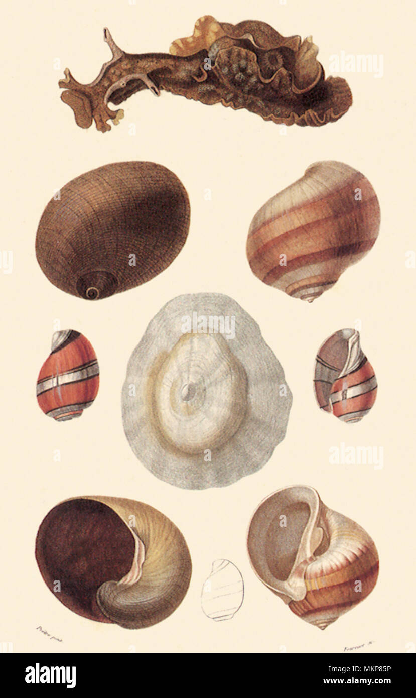 Sea shell assortment hi-res stock photography and images - Alamy