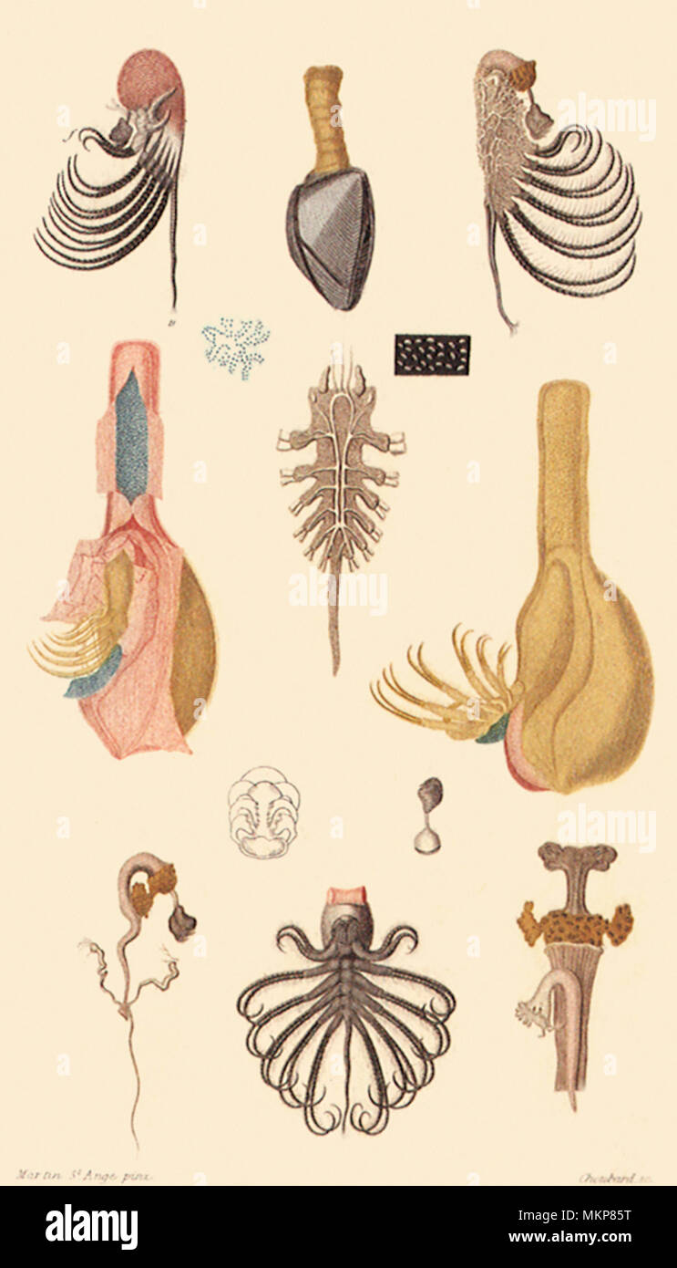 The Barnacle Family Stock Photo - Alamy