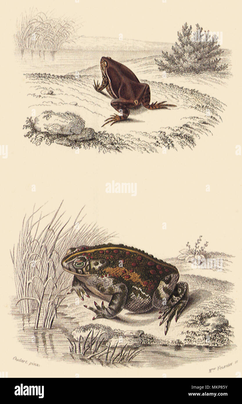 Short headed frog hi-res stock photography and images - Alamy