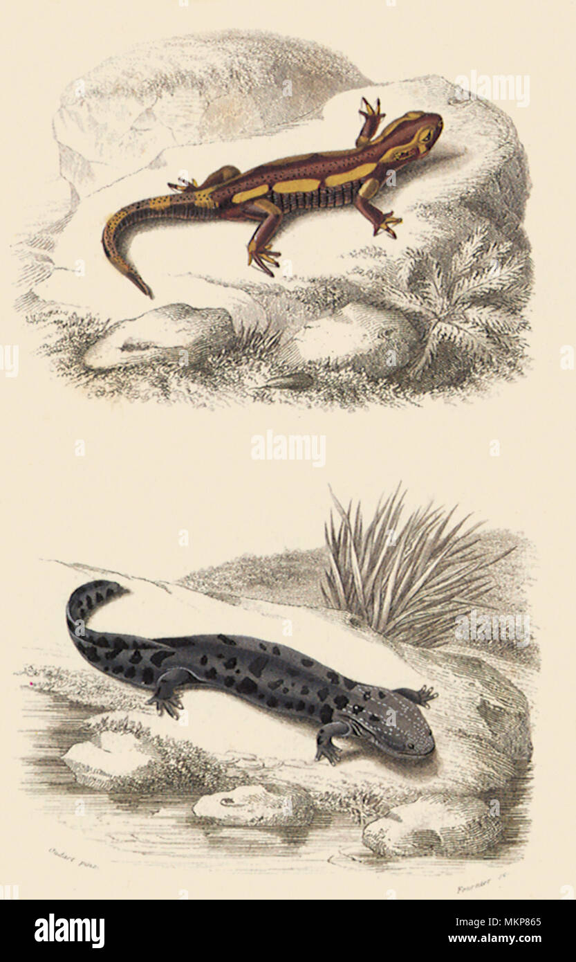 Hellbender Salamander Drawing