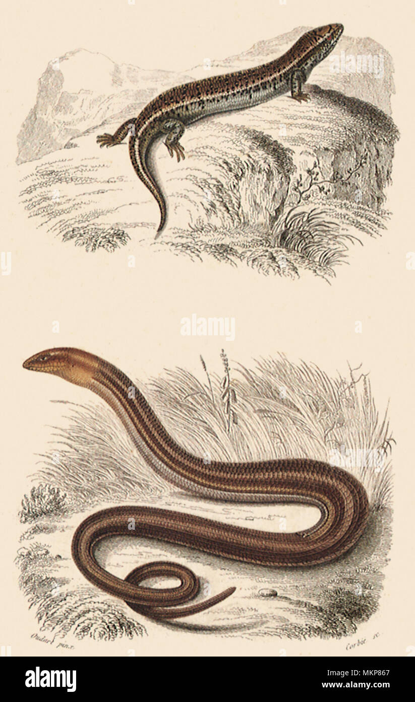 Glass snake hi-res stock photography and images - Alamy