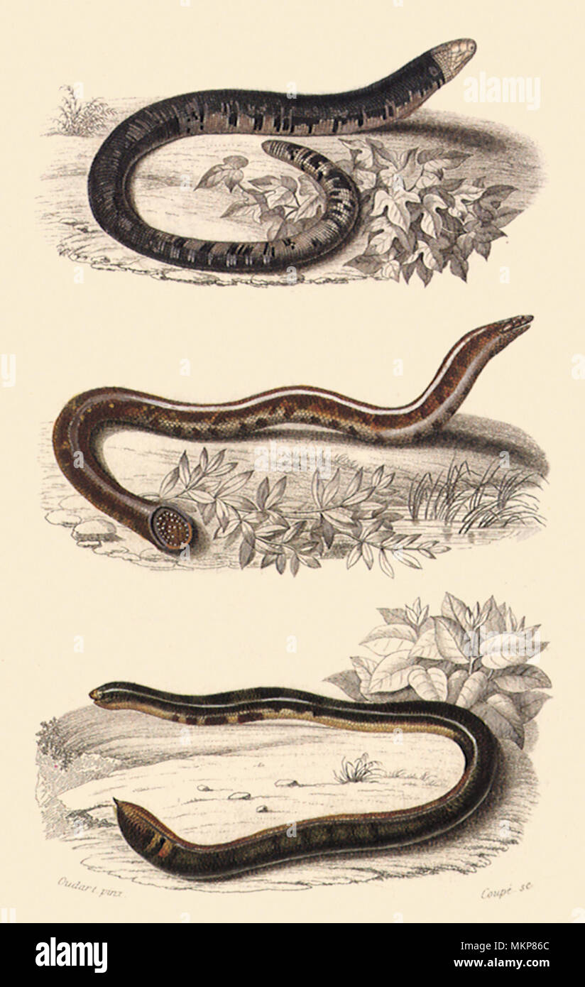 Burrowing reptiles hi-res stock photography and images - Alamy