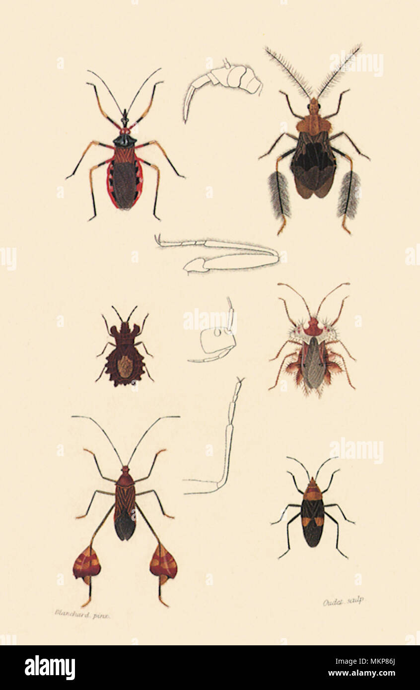 Insecta insects hi-res stock photography and images - Alamy