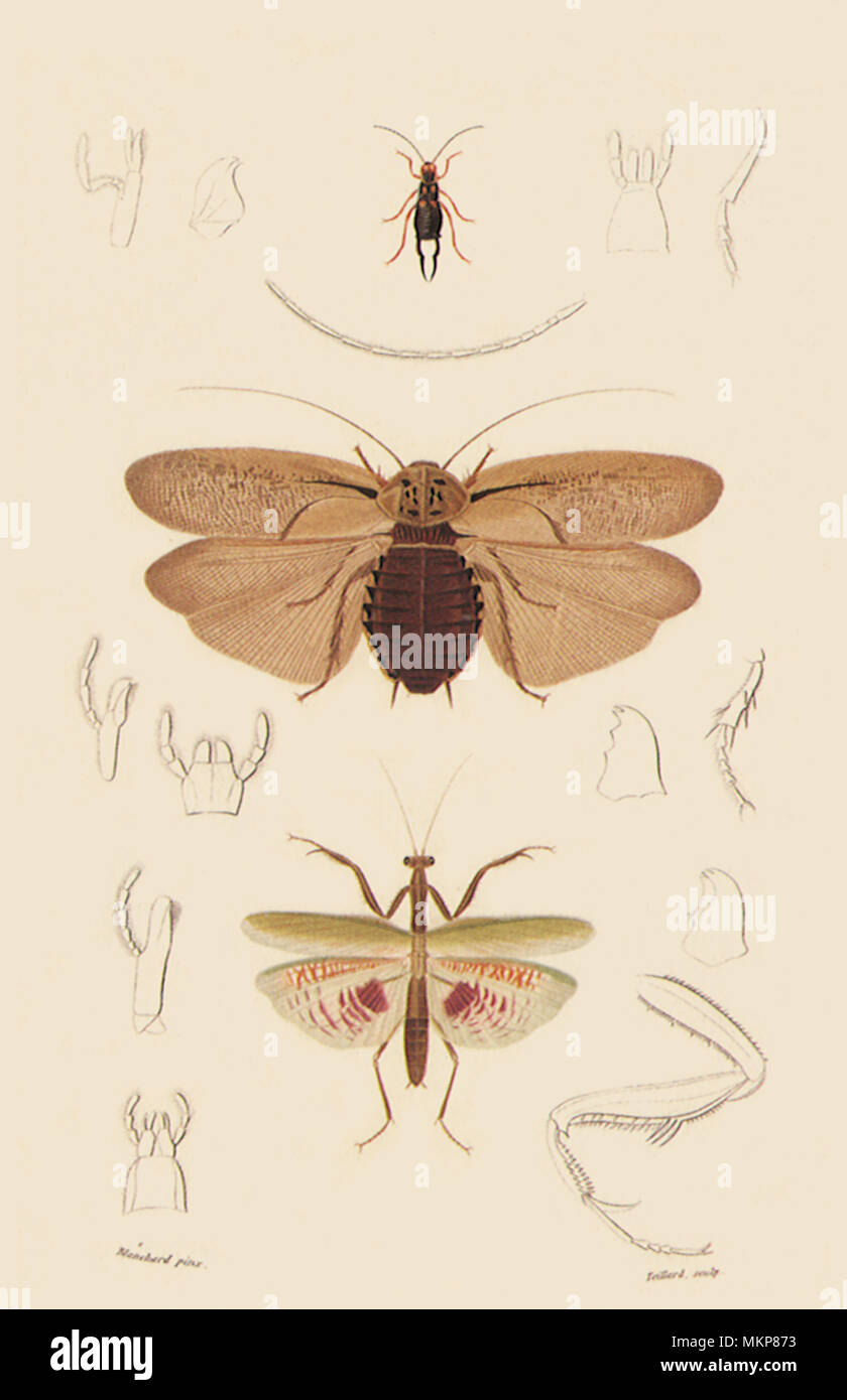 Insects insecta hi-res stock photography and images - Alamy