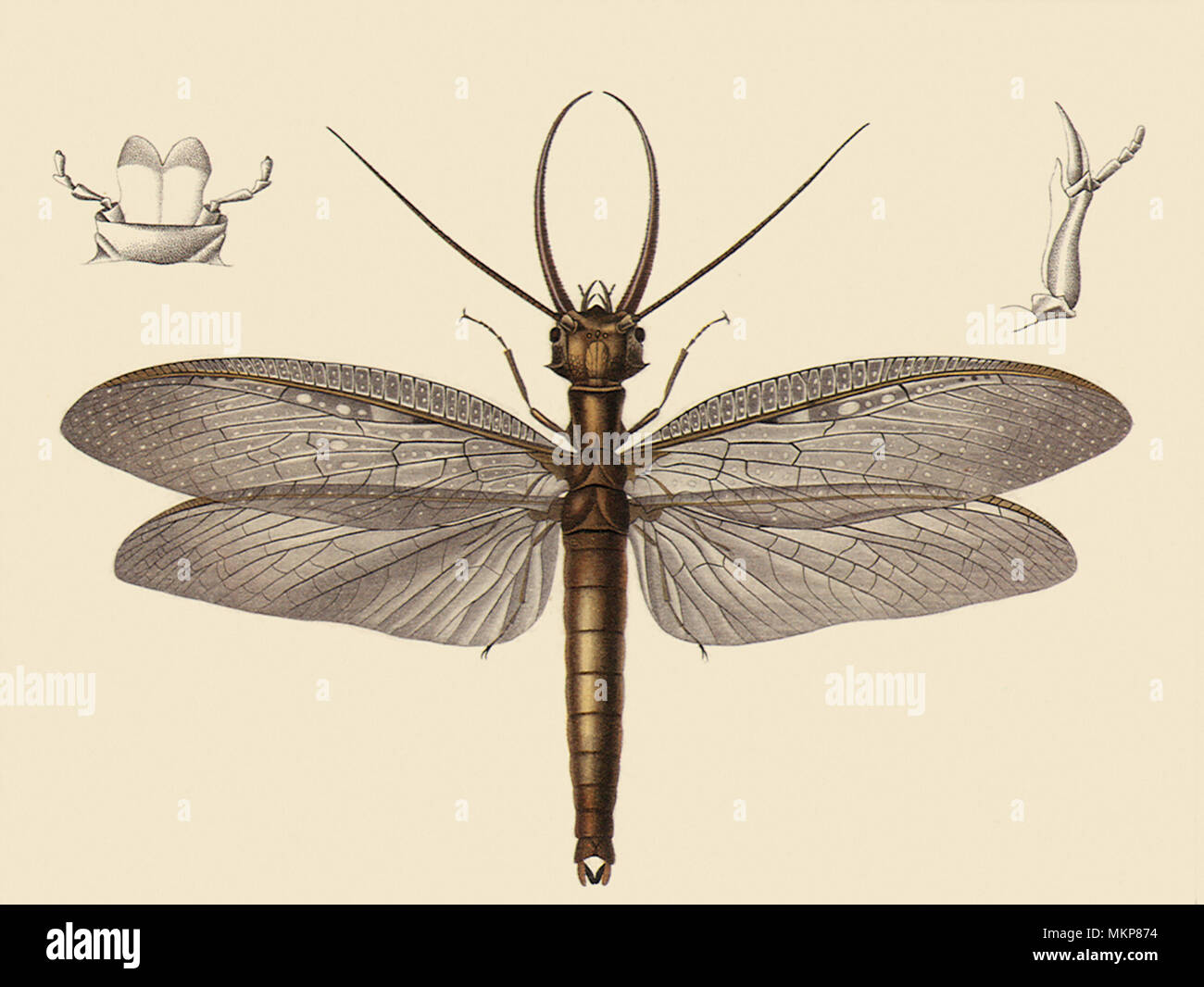 Dobson Fly (Corydalis cornutus Stock Photo - Alamy