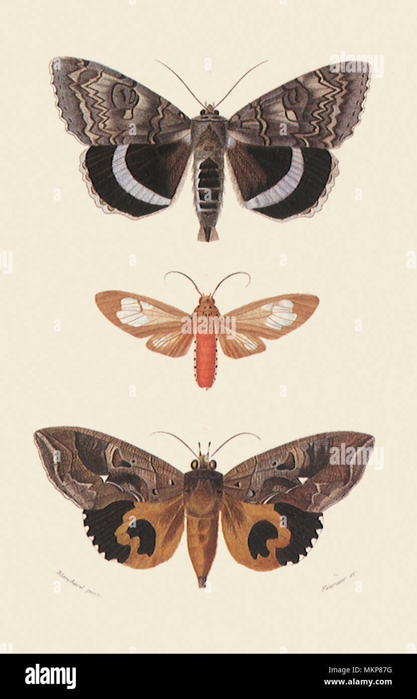 A Variety of Moths Stock Photo - Alamy