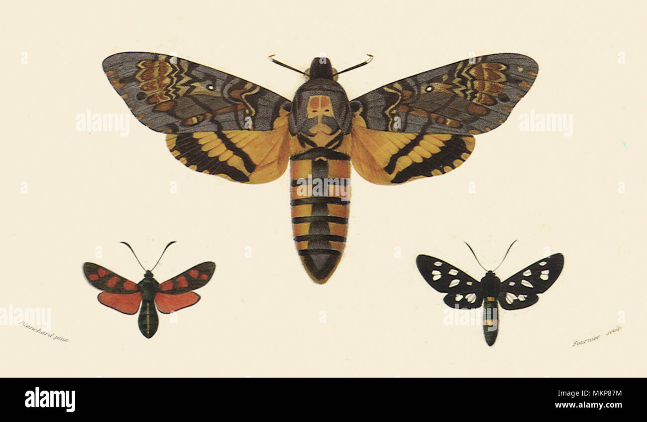 Day flying moths hi-res stock photography and images - Alamy