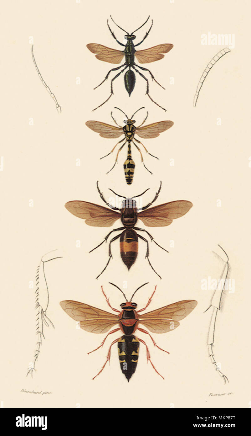 Indian insect variety hi-res stock photography and images - Alamy