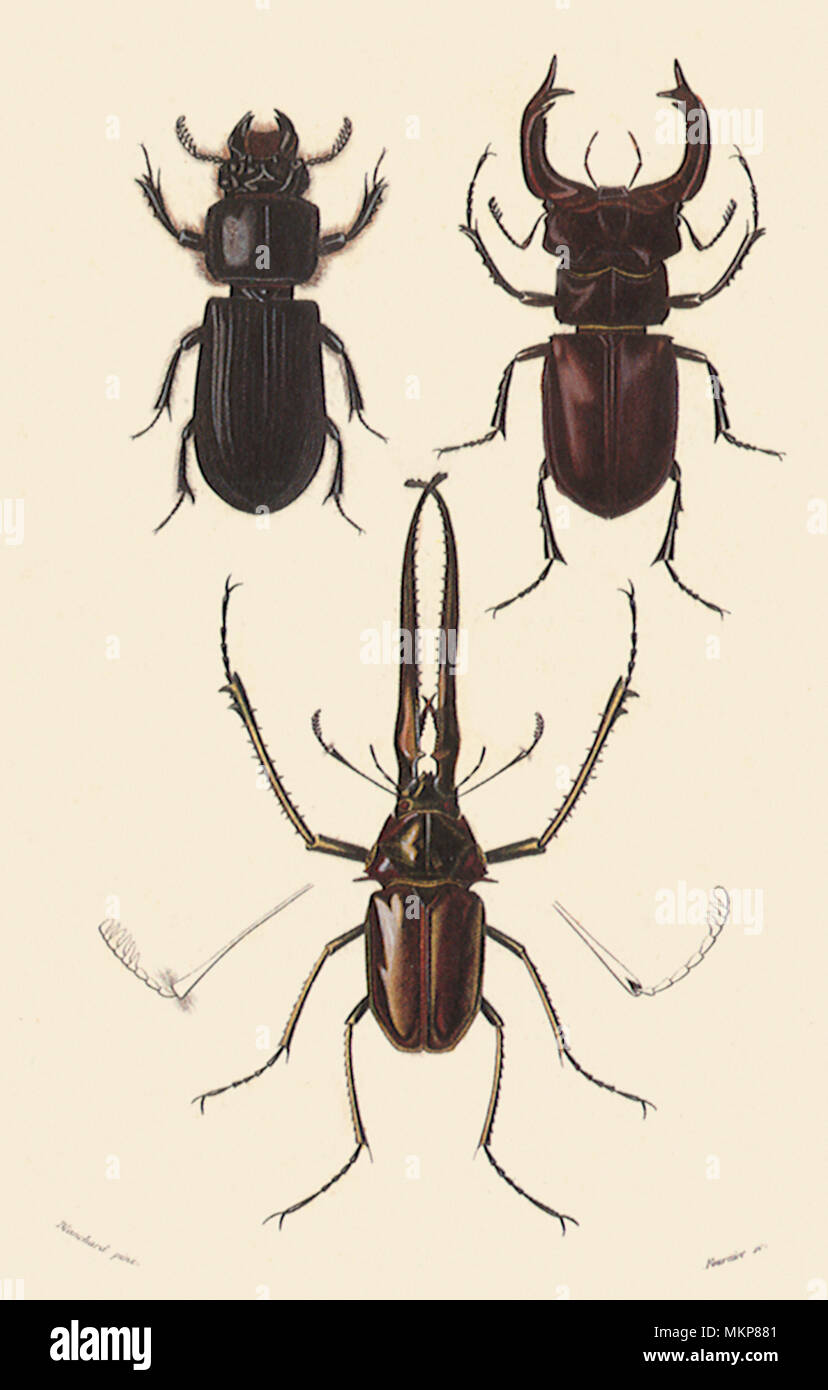 Vintage beetles hi-res stock photography and images - Alamy