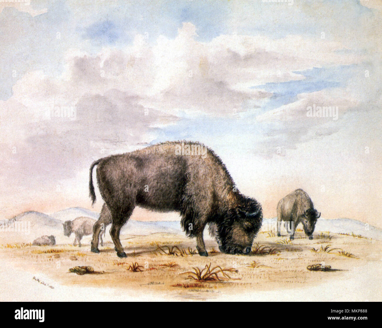 Two Buffaloes Grazing Stock Photo - Alamy