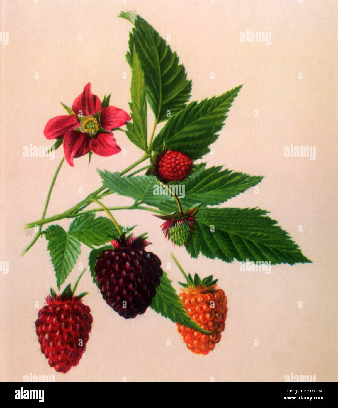 Salmonberries hi-res stock photography and images - Alamy