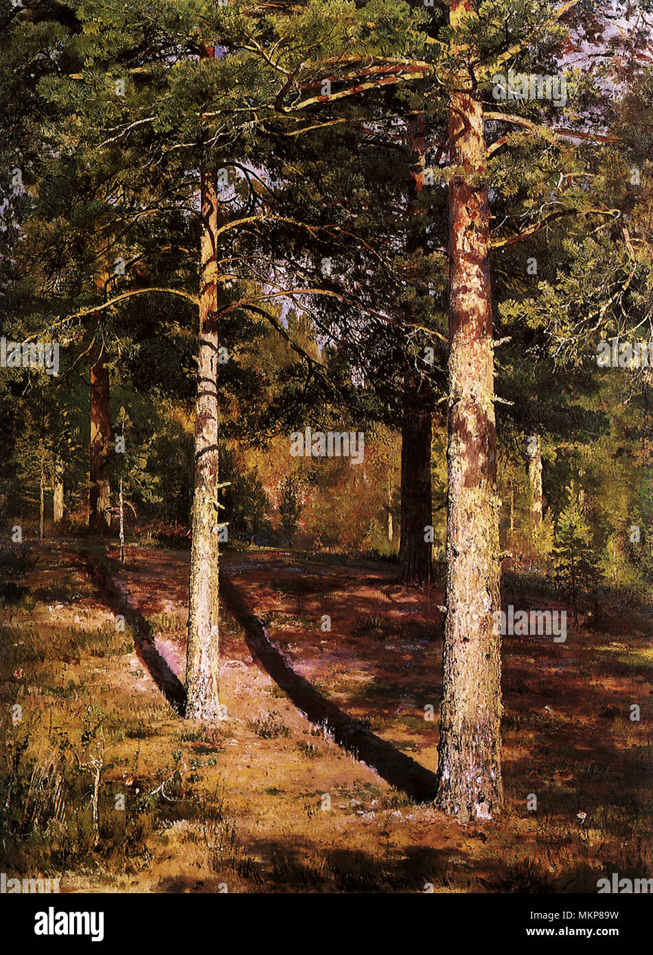 Sparse pine forest hi-res stock photography and images - Alamy