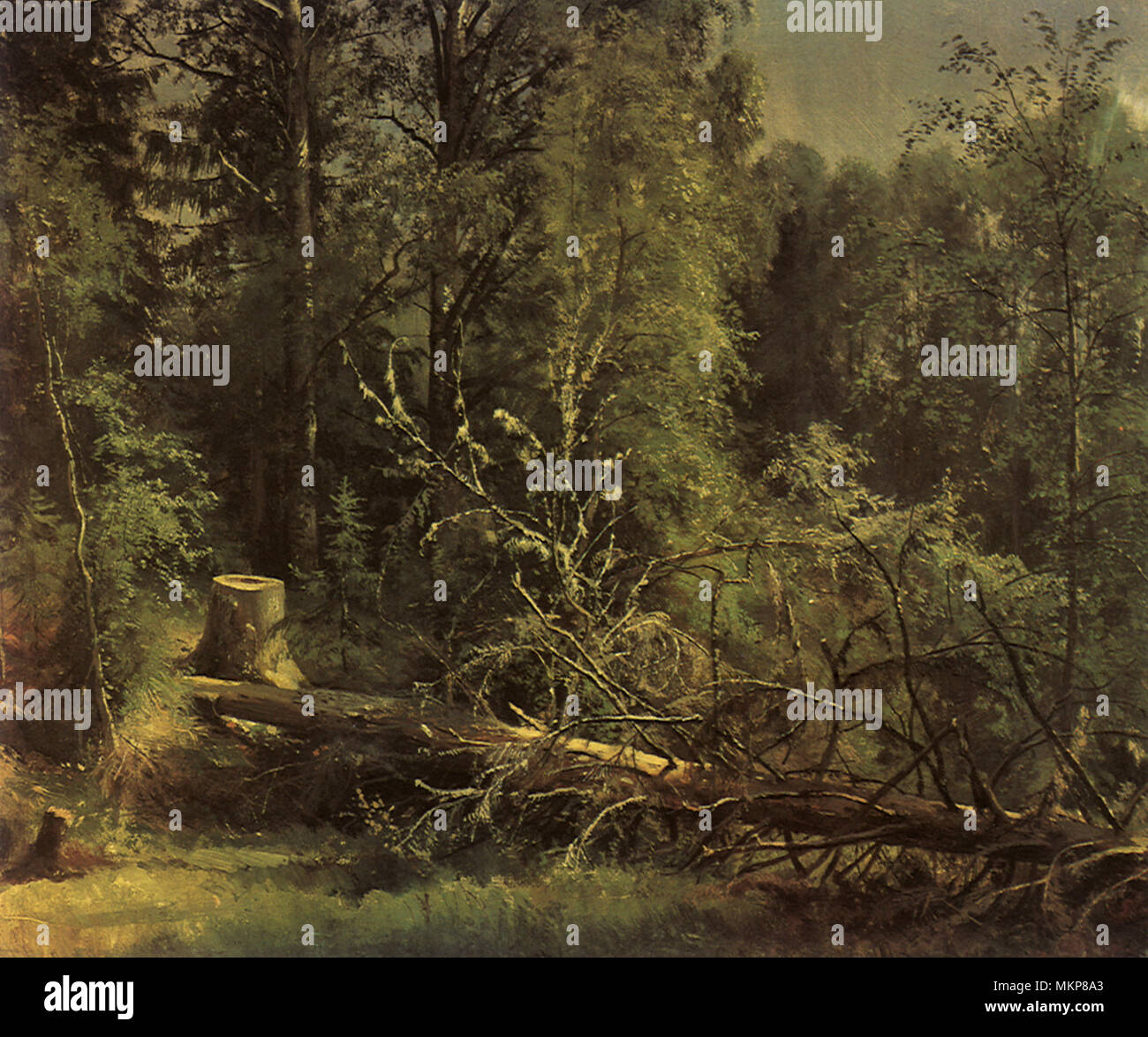 Felled hi-res stock photography and images - Alamy