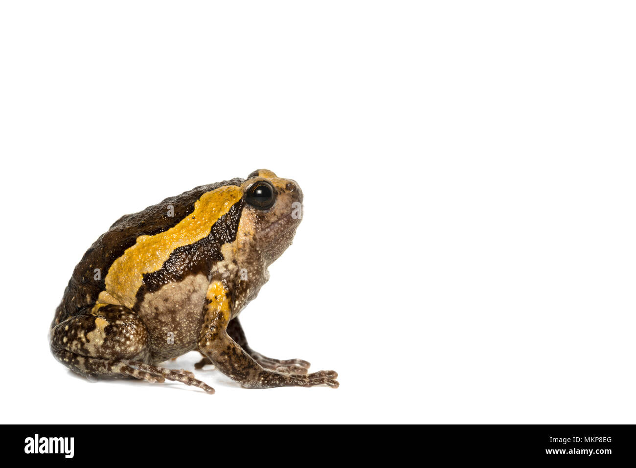 Asian bullfrog hi-res stock photography and images - Alamy